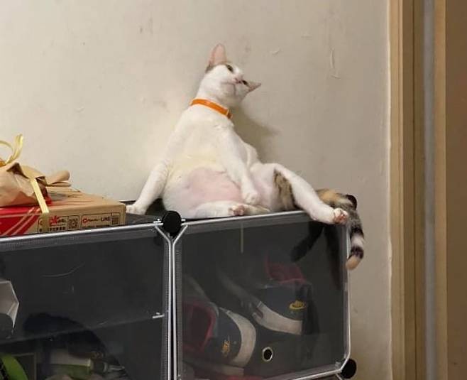 신발장 올라가 앉아 인생 다 살아본 사람이라도 되는 것 마냥 표정 짓고 있는 고양이 애니멀 플래닛