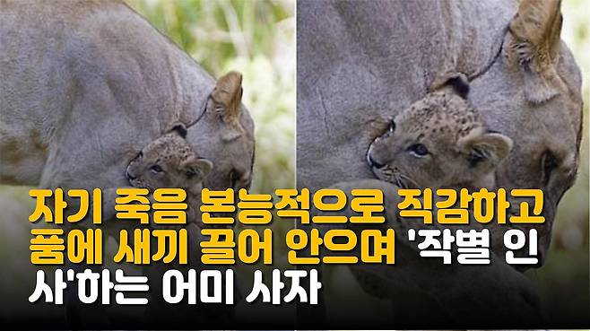 창밖 아래에서 자기가 아닌 다른 고양이 쓰다듬고 있는 집사 모습 목격한 고양이의 반응 애니멀 플래닛