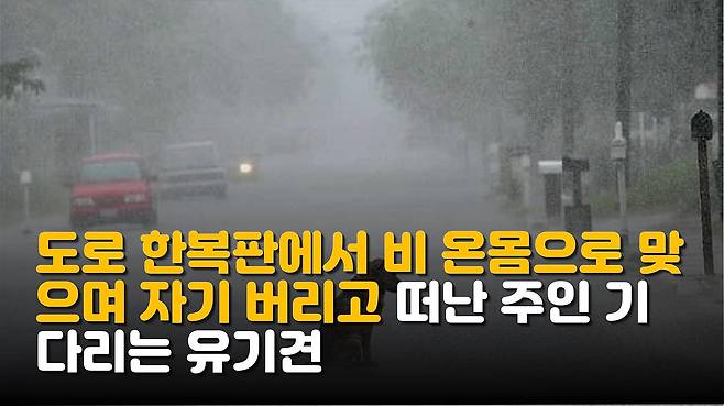 비가 억수로 쏟아지자 다리 꼬고 엎드려서 평화롭게 비 구경하는 중인 강아지의 뒷모습 애니멀 플래닛