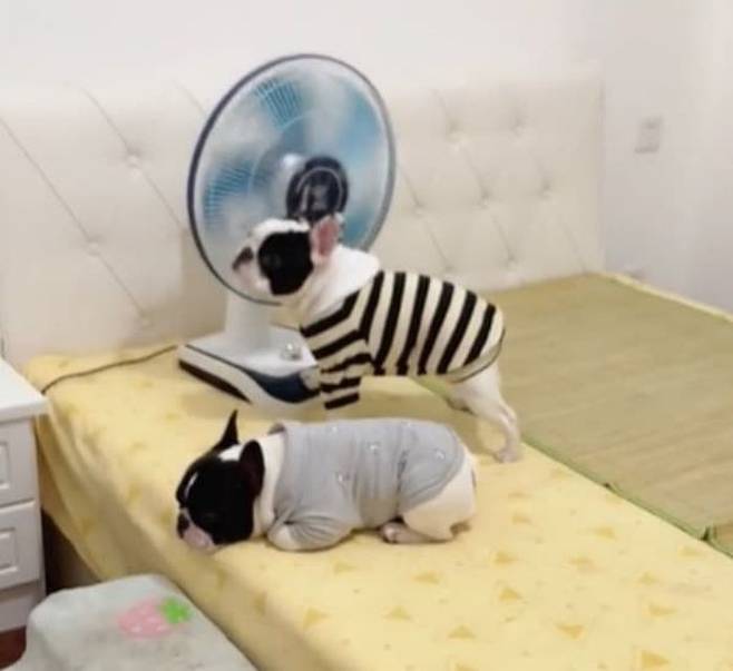 날씨 더워도 너무 더웠는지 혼자 힘으로 척척 이불자리 펴고 선풍기 쐬는 프렌치 불독 애니멀 플래닛