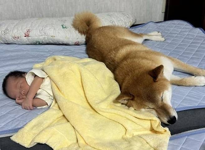 아기는 자기가 지켜주겠다며 발밑에 자리잡고 앉아있다가 피곤했는지 잠든 천사 강아지 애니멀 플래닛