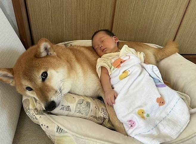 아기가 자기 등이 침대인 줄 알고 기대어 누워서 잠들자 천사 강아지가 보인 행동 애니멀 플래닛