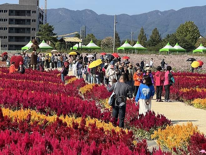 철원 ‘고석정 꽃밭 누적 방문객 200만명 돌파