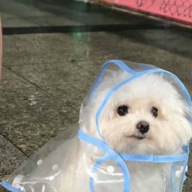 귀여운 복슬 강아지 루리웹 유머