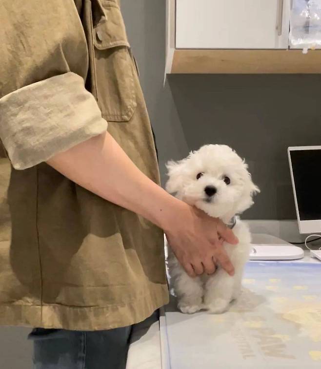 아기 비숑 프리제가 주사 맞기 전 주인에게 속삭이는 이유 재미진