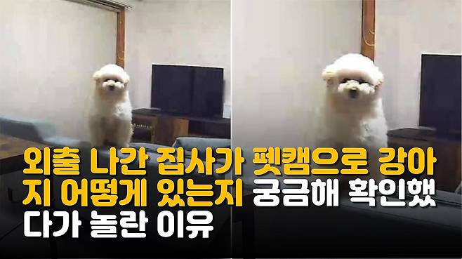 자기 두고 쓰레기 버리러 나간 집사 매의 눈으로 감시하는 귀여운 강아지 애니멀 플래닛