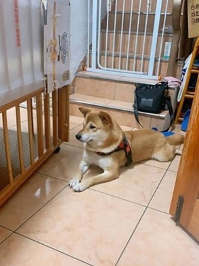 태어나서 처음 아기 얼굴 본 강아지가 보인 귀엽고 사랑스러운 반응 애니멀 플래닛
