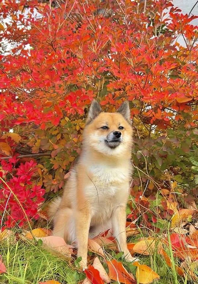 새빨갛게 물든 가을 단풍 앞에서 견생샷 찍은 강아지의 아련한 눈빛 애니멀 플래닛