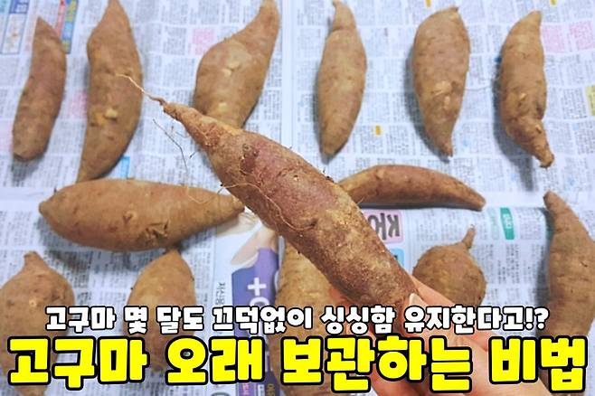 겨울대표간식 군고구마 기계 없이 집에서도 쉽게 만드는 비법 쏙쏙팁