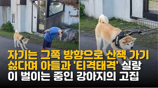 방석에 올라간 고양이 보고 있는데 갑자기 윙크 찡긋 날려 심쿵했어요 애니멀 플래닛