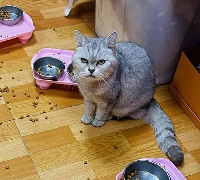 사료가 비싸길래 섞어서 줬더니 갑싼 것만 골라서 퉤 퉤 뱉는 고양이 애니멀 플래닛