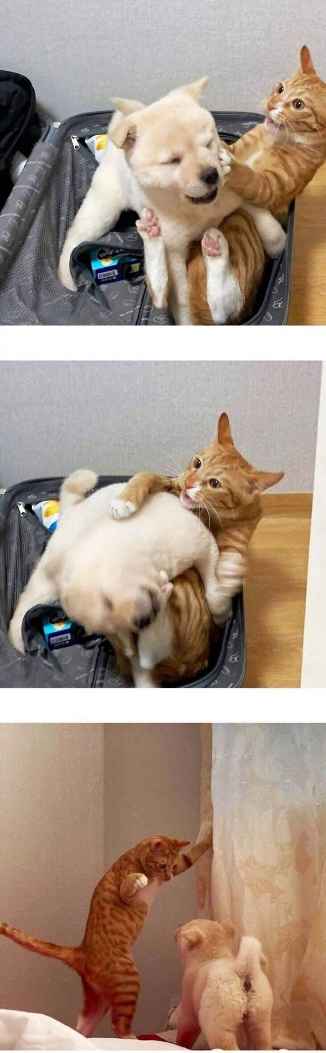 고양이만 키우던 집에 입양된 아기 댕댕이 에펨코리아