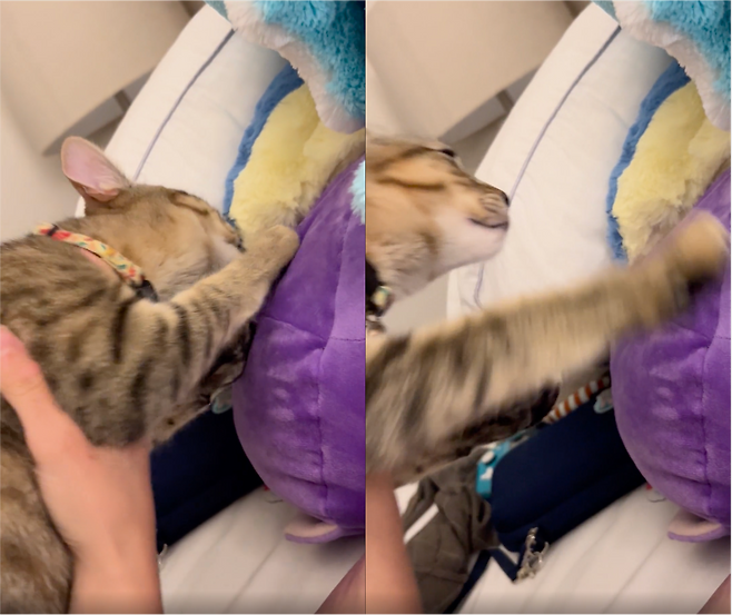 담요 더미를 어미로 착각한 고양이 디피펫