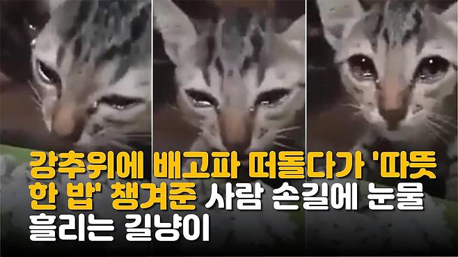추위 떨고 있는 자신에게 이불 덮어준 노숙자에게 고마운 강아지의 행동 애니멀 플래닛