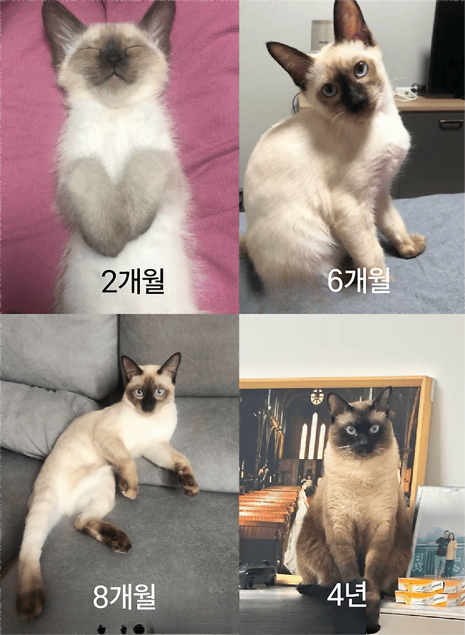 털 색깔이 변신하는 신비로운 고양이들을 소개합니다 재미진