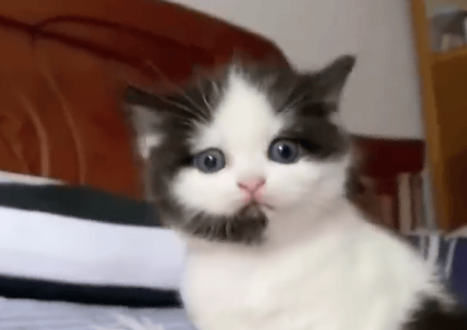 조로 가면 쓴 흑백 고양이 가족 깻잎 머리 고양이까지 흑백 고양이들을 소개합니다 재미진
