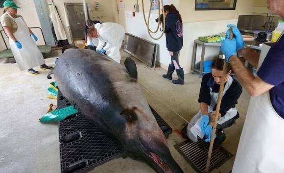 살아있는 모습 본 적도 없는 ‘세상에서 가장 희귀한 고래 해부 시작됐다 핵잼 사이언스