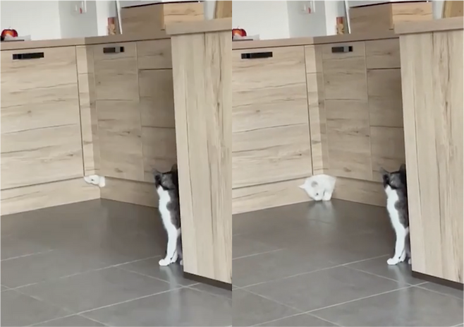 고양이 액체설을 증명하는 장면 디피펫