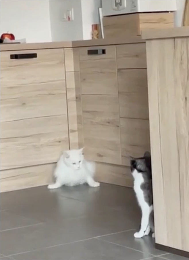 고양이 액체설을 증명하는 장면 디피펫