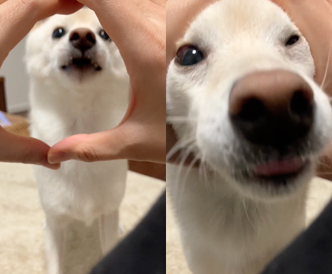 코를 몇번 하는 건지 모르겠지만 계속 해보자 강아지의 끝없는 애교 디피펫