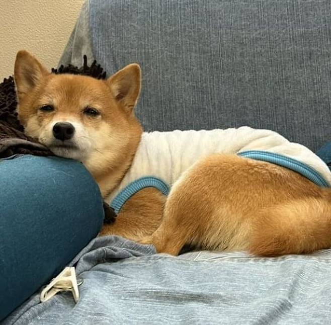 강아지 오빠가 너무 좋아서 껌딱지처럼 등에 찰싹 붙은 귀요미 동생의 정체 애니멀 플래닛