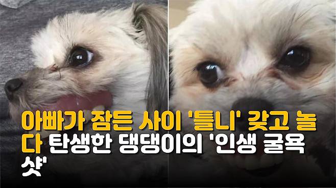 엉덩이 들이밀며 집사 얼굴 깔아뭉개는 강아지 행동 속에 숨은 무한 신뢰 증거 애니멀 플래닛