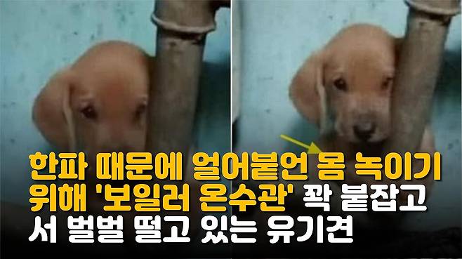 날씨 추워지자 방석에 들어가더니 담요 덮고 얼굴만 빼꼼 내미는 강아지 애니멀 플래닛