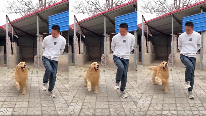 주인과 함께 차차차~ 춤을 추는 리트리버 디피펫