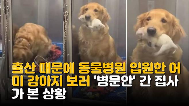 공룡 옷 입고 진짜 악어 앞으로 다가갔더니 실제 벌어진 놀라운 결과 애니멀 플래닛