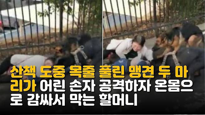 영하 6도의 맹추위 속 얼음 호수에 빠진 강아지 구하려고 뛰어들어간 소녀 애니멀 플래닛