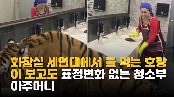 집에 대형 크리스마스 트리 설치해놓았더니 호기심 폭발한 고양이의 행동 애니멀 플래닛