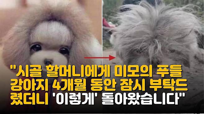 밥그릇 앞에 가만히 앉아 있더니 그대로 잠든 아기 고양이의 귀여운 반전 애니멀 플래닛