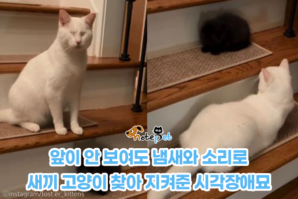 도로에 쓰러져 움직이지 못하던 유기견에게 일어난 기적 노트펫