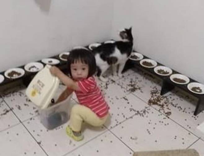 고양이 밥 챙겨주겠다며 사료통 통째로 들고 간 딸 아이가 벌인 대형 사고 애니멀 플래닛