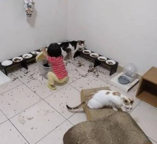 고양이 밥 챙겨주겠다며 사료통 통째로 들고 간 딸 아이가 벌인 대형 사고 애니멀 플래닛