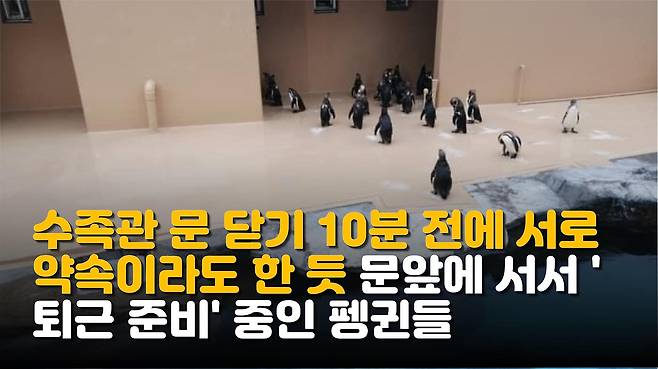 크리스마스 앞두고 머리에 산타 모자 씌워줬더니 강아지가 지어 보인 표정 애니멀 플래닛