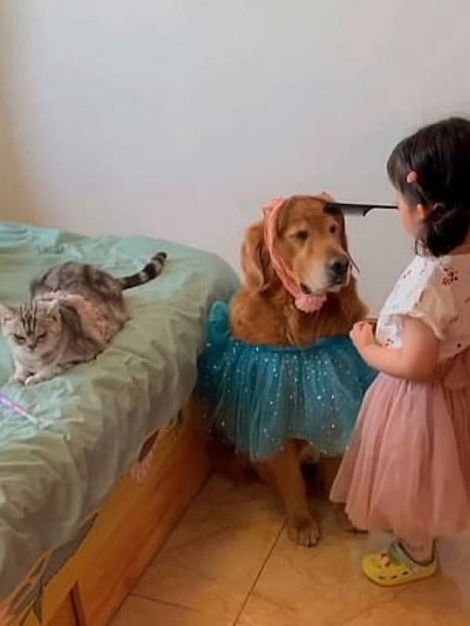 강아지와 고양이 사이에 누워서 낮잠 자는 중인 꼬마 소녀의 행복한 순간 애니멀 플래닛