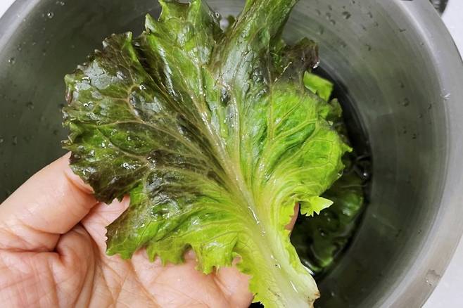 상추 시들었다고 절대 버리지 마세요 이렇게 하면 되살아나요~ 쏙쏙팁
