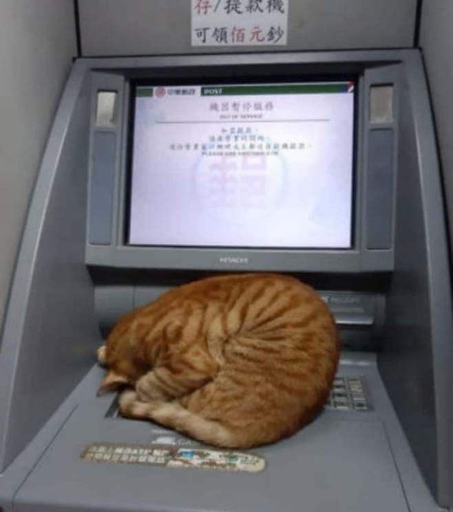 날씨가 춥자 추위 피해서 Atm 인출기 위에 올라가 몸 녹이고 있는 길고양이 애니멀 플래닛