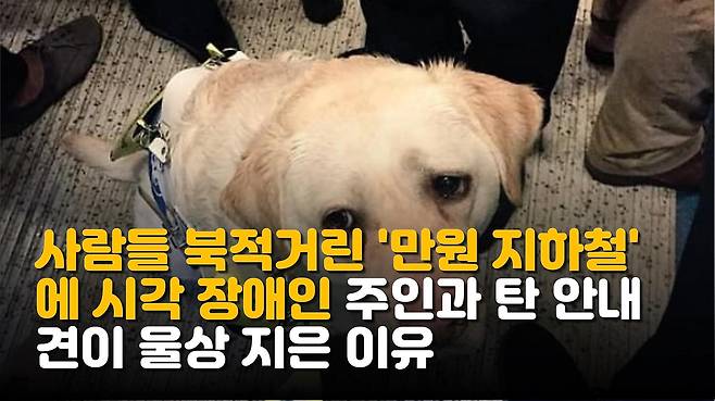 불앞에서 꽁꽁 얼어붙은 몸 녹이다가 졸렸는지 고개 숙인 채 잠든 고양이 애니멀 플래닛