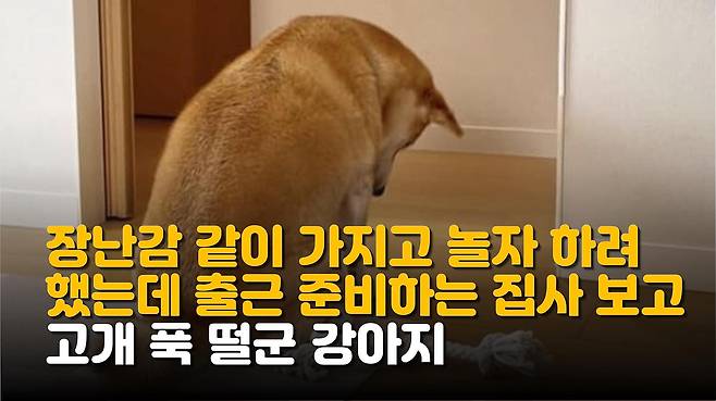 피곤했는지 지하철 의자에 기대서 잠든 강아지 본 남자가 한 감동 행동 애니멀 플래닛