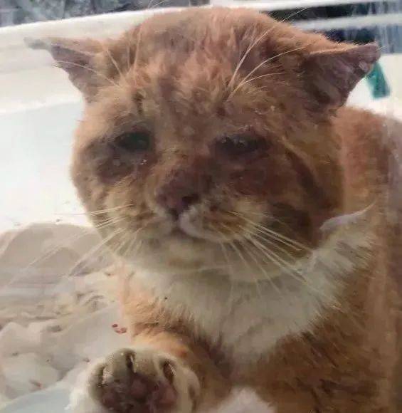 너무 추워요 창문 두드린 길고양이 따뜻한 가족을 만나다 재미진