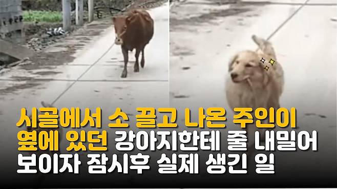 고양이의 뒤통수에 종이로 만든 눈입 붙여봤더니 실제 벌어진 놀라운 결과 애니멀 플래닛