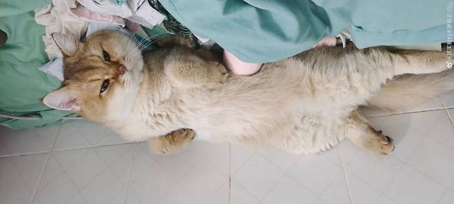 집사가 고양이 배에 발을 올리면 벌어지는 충격적인 일 재미진