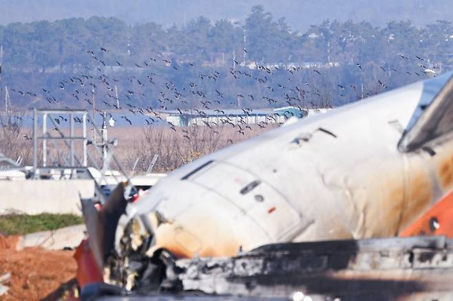 무안공항 ‘버드 스트라이크 발생률 14개 지방공항 중 가장 높아
