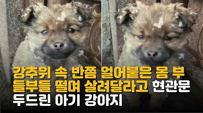아기가 너무 좋아 잠든 아기 옆에 껌딱지처럼 찰싹 붙어 지낸다는 닥스훈트 애니멀 플래닛