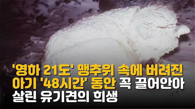 나란히 앉아있는 고양이들의 뜨거운 시선 한몸에 받고 있는 이것의 정체 애니멀 플래닛