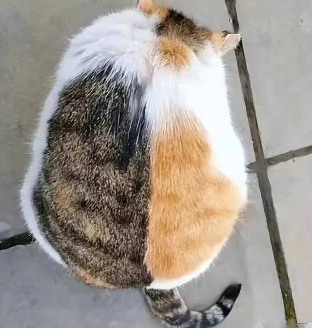 이게 한 마리라고 뚱냥이 두 마리처럼 보이는 고양이 재미진