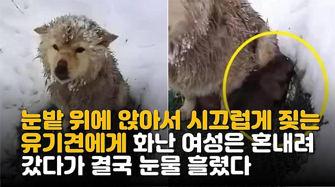 밥 편안하게 먹겠다며 자기 밥그릇 물고 소파에 올라가서 먹는 강아지 애니멀 플래닛