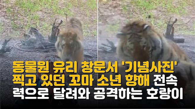 창가에 앉아서 창밖 바라보는 시베리안 허스키의 생각지 못한 반전 자세 애니멀 플래닛